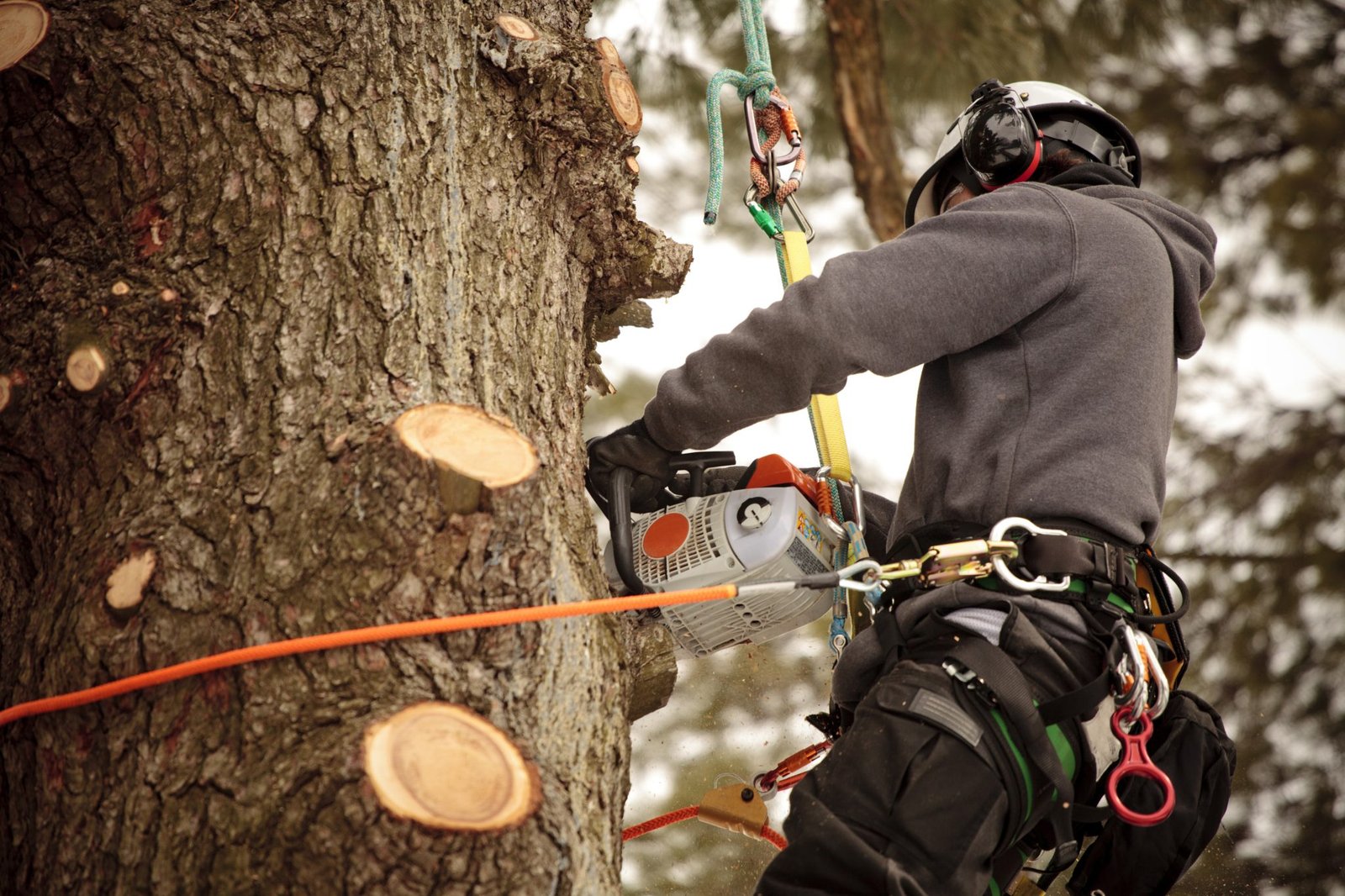 SOUTHERN CALIFORNIA LANDSCAPING & TREE SERVICES
